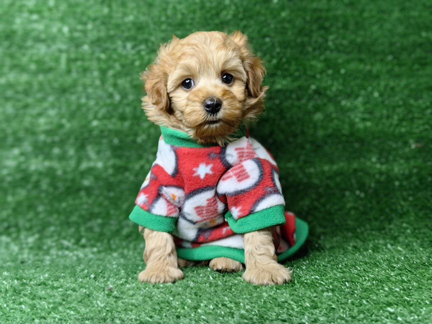 Мальтипу f1, очаровательный малыш