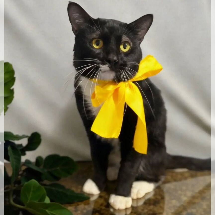 Взрослый кот в добрые руки