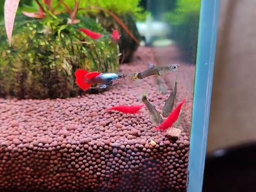 Акварумная рыбка гуппи Дамбо ред таил 4 самца