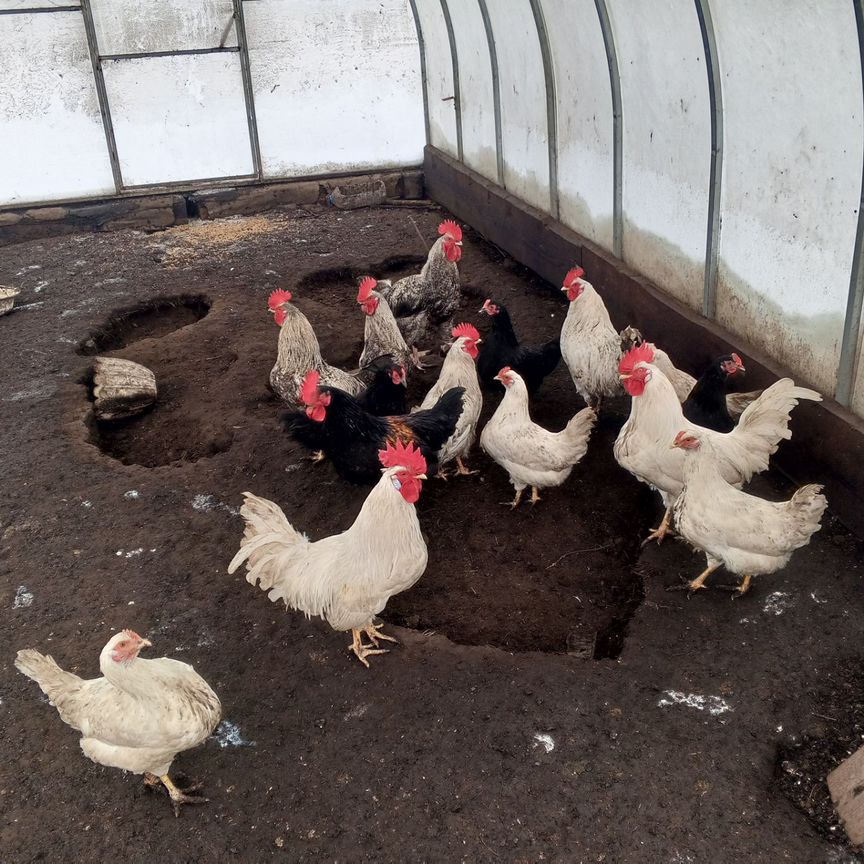 Петухи деревенские