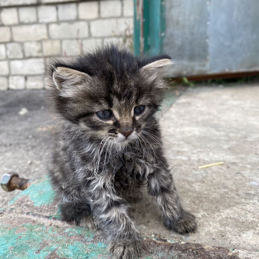 Котята в добрые руки даром