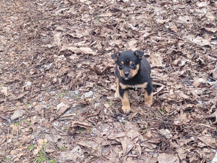 Девочка мелкаш в добрые ручки