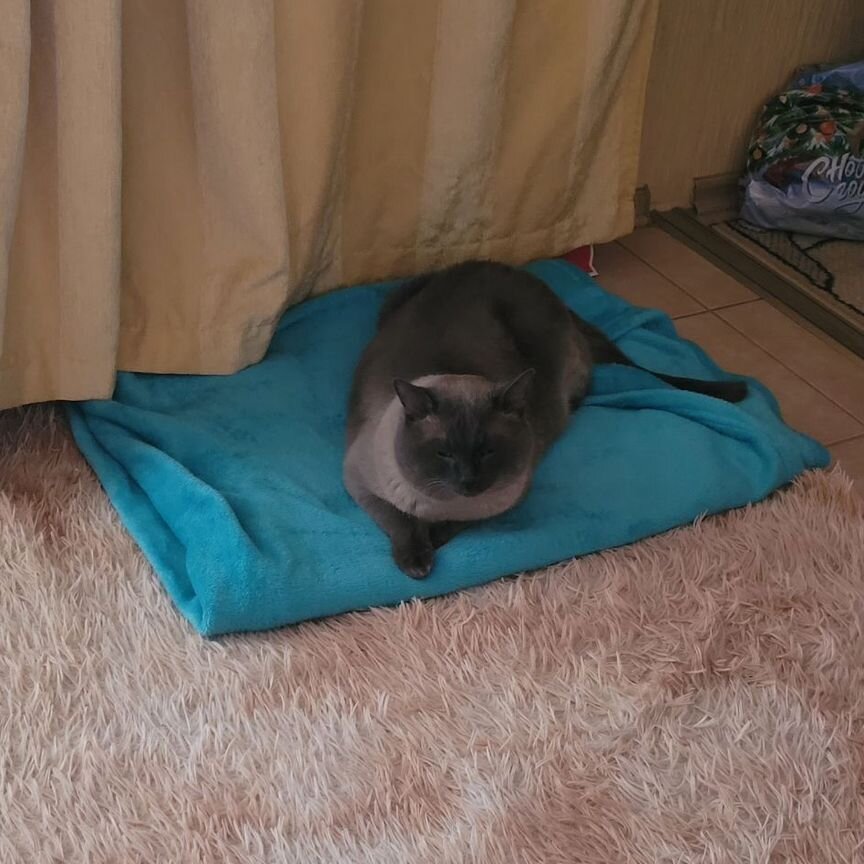 Британский короткошёрстный, взрослый кот