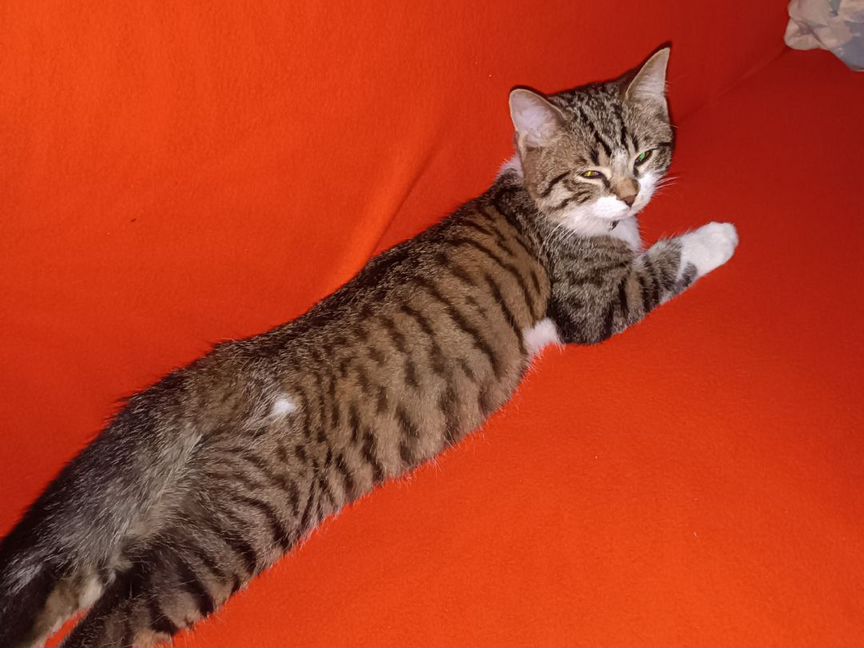 Котик в добрые руки
