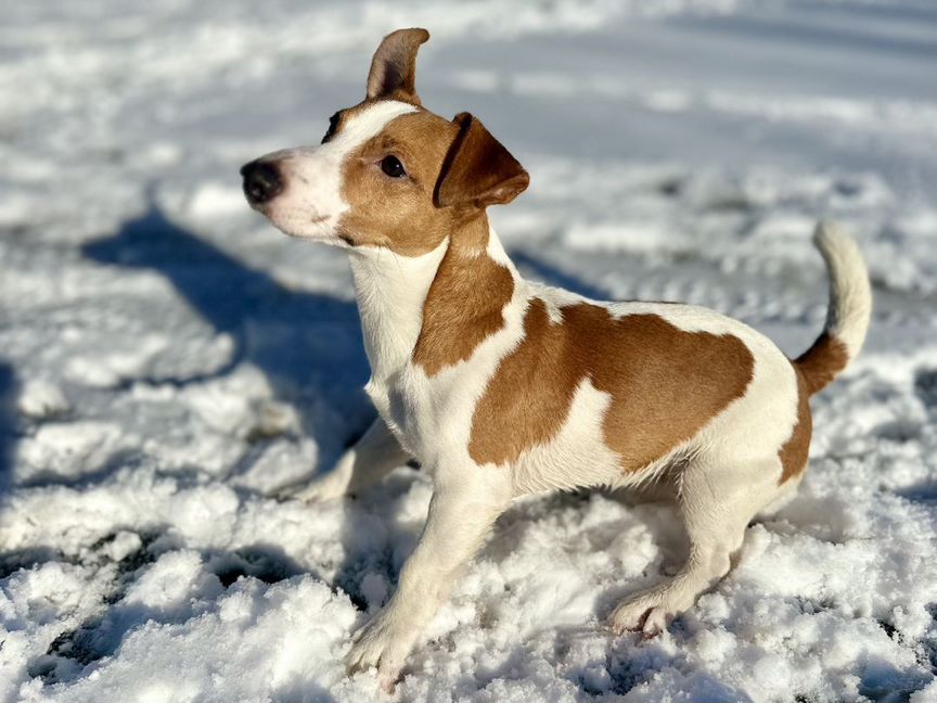 Вязка джек Рассел терьер