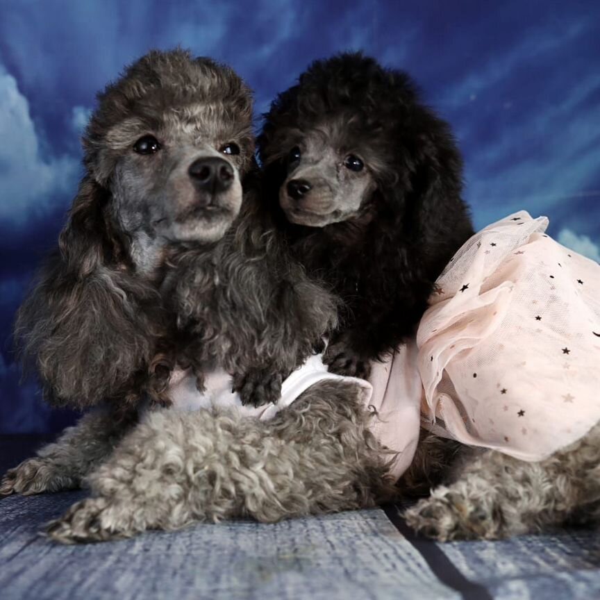 Той-пудель, щенок