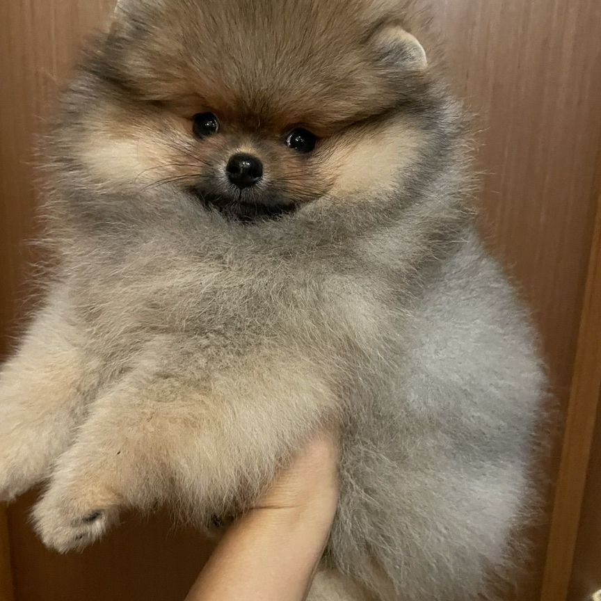 Померанский шпиц мини