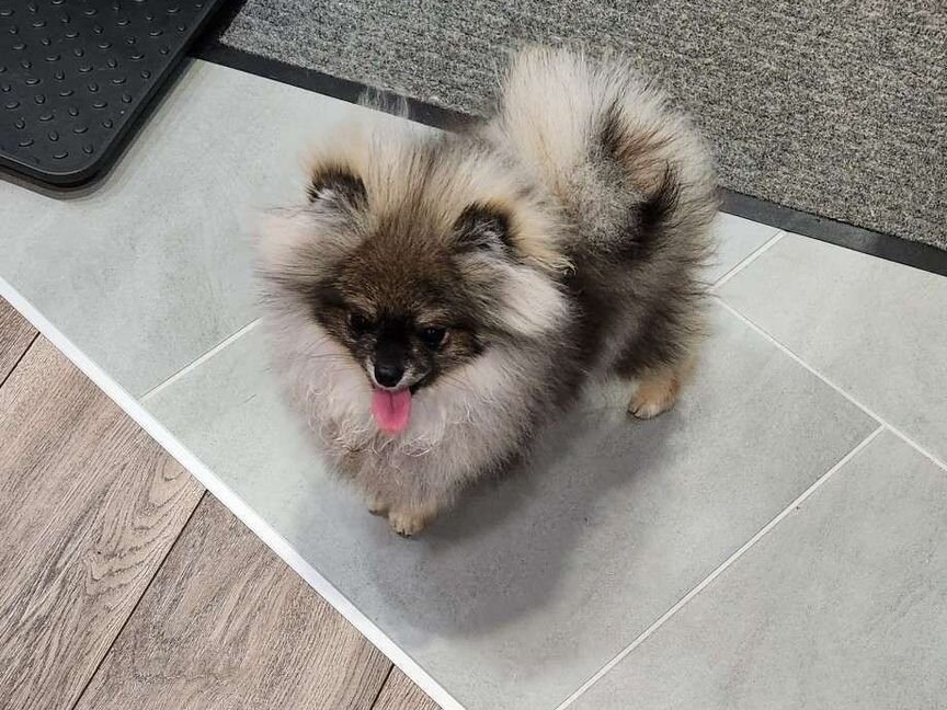 Померанский шпиц мини