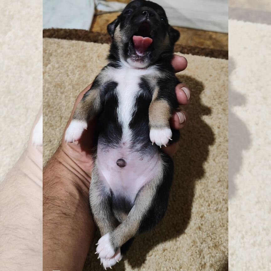 Щенки чихуахуа