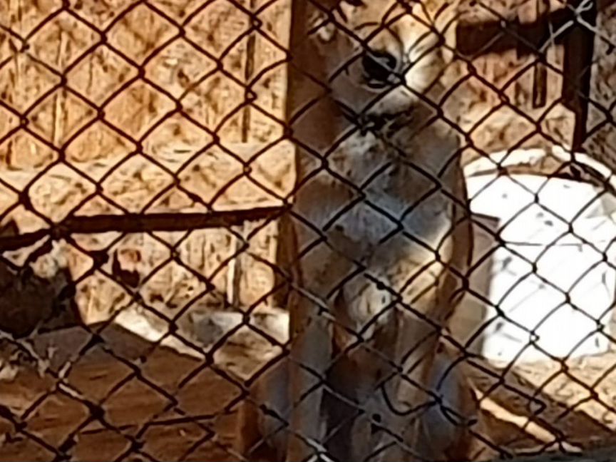 Потерялась собака. Район Байкаловский. Шадринка