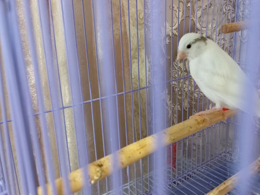 Кенара и канарейки