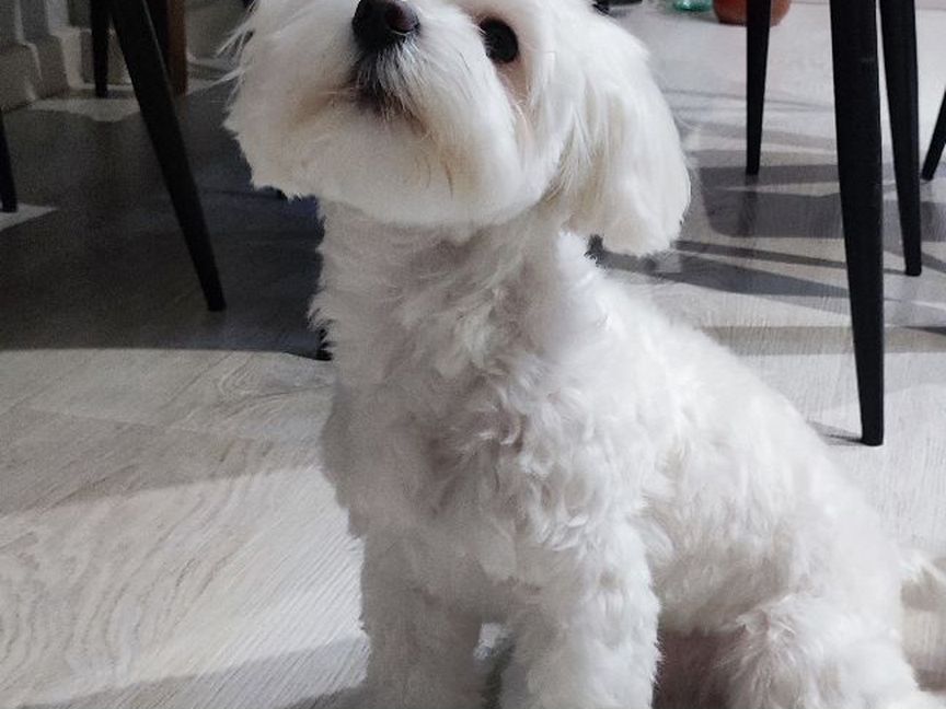 Вязка собак Мальтезе