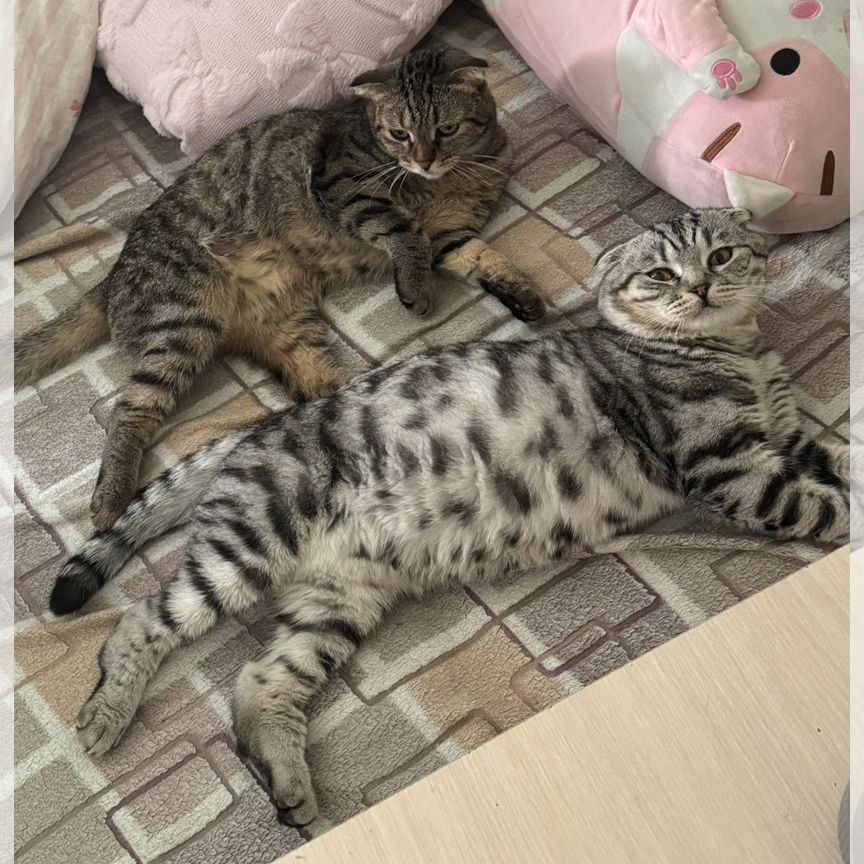 Шотландский вислоухий короткошёрстный, взрослый кот