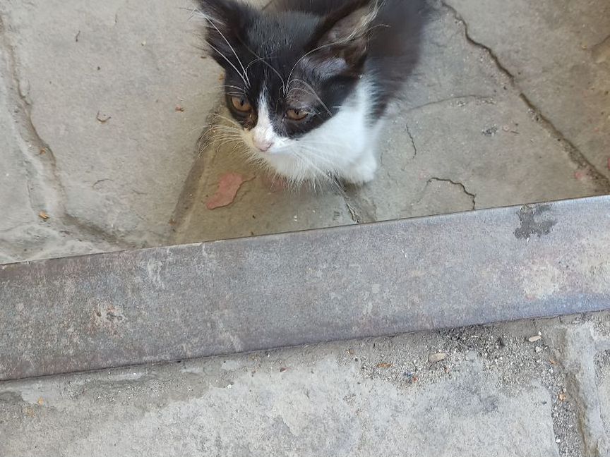 Котеночек в дар