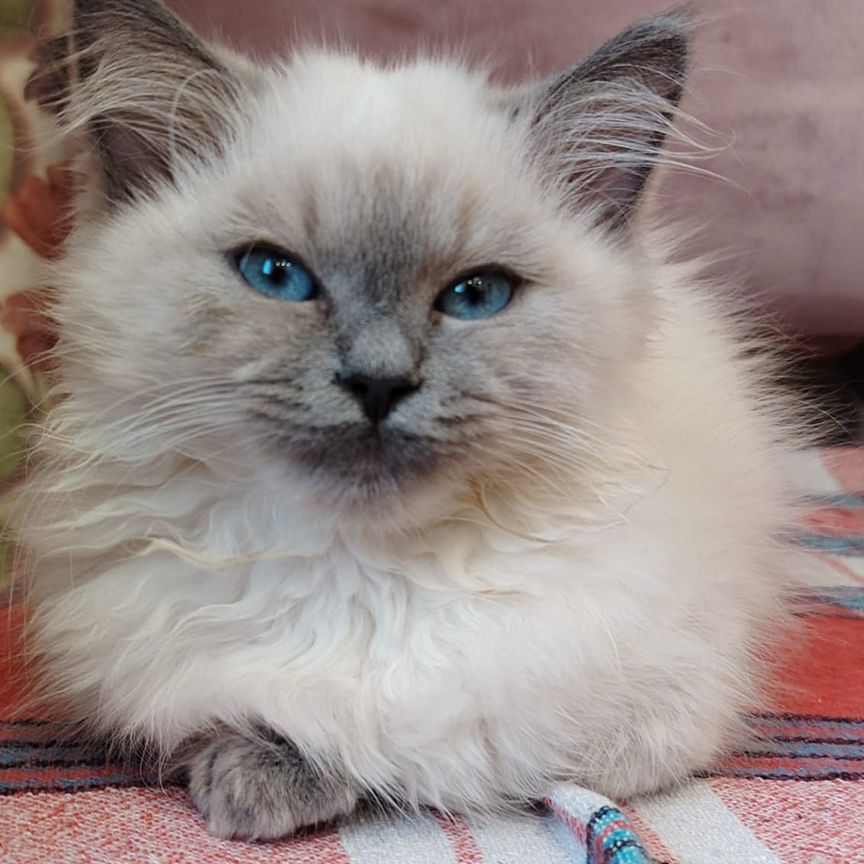 Невские маскарадные котята
