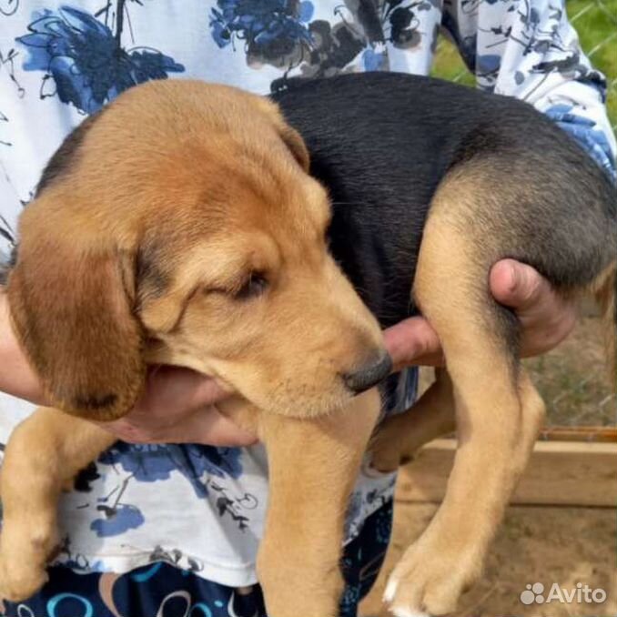 Щенки русской борзой