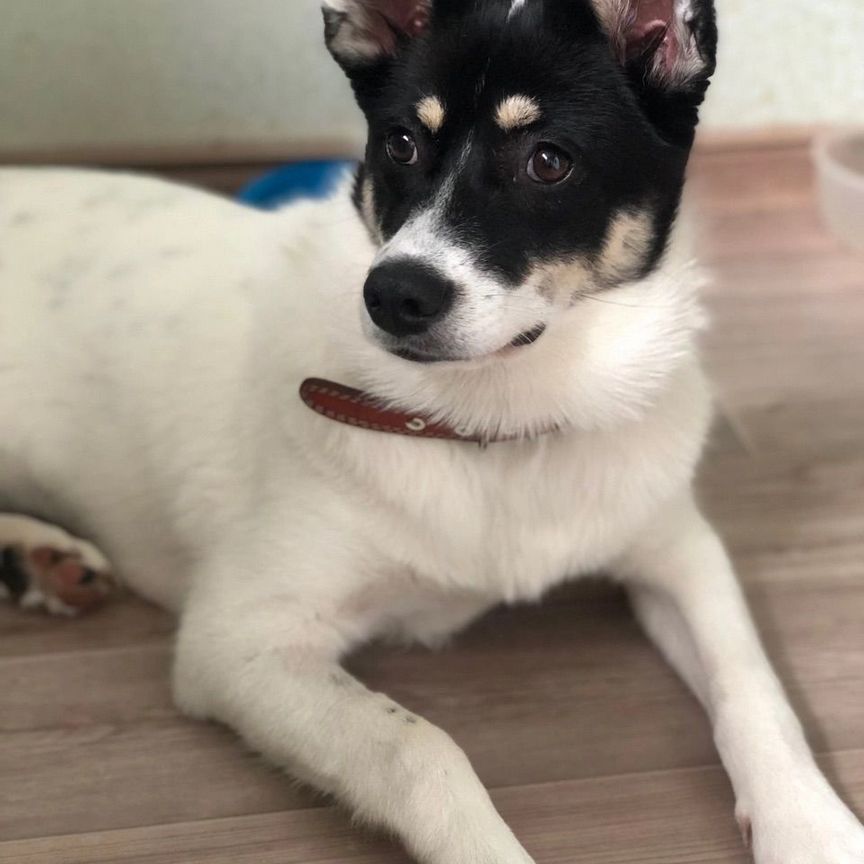 Щенок Айра ищет хозяина. Отдадим в хорошие руки