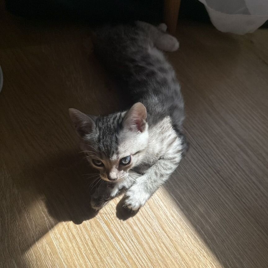 Котенок бенгал девочка