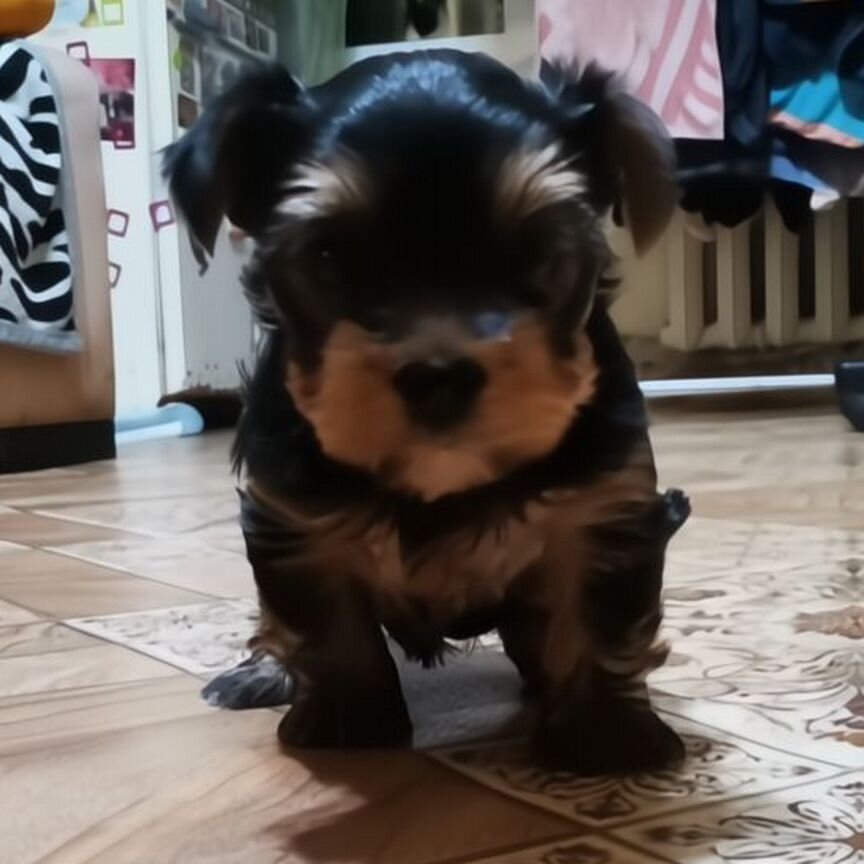 Йоркширский терьер, щенок