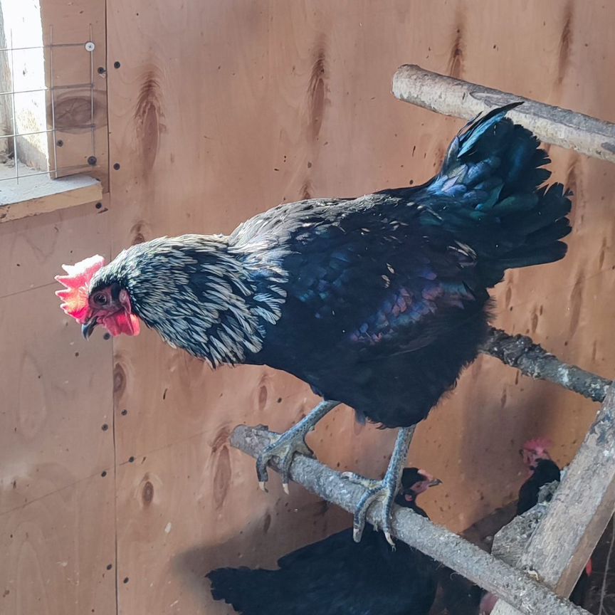 Молодые петухи 7 мес