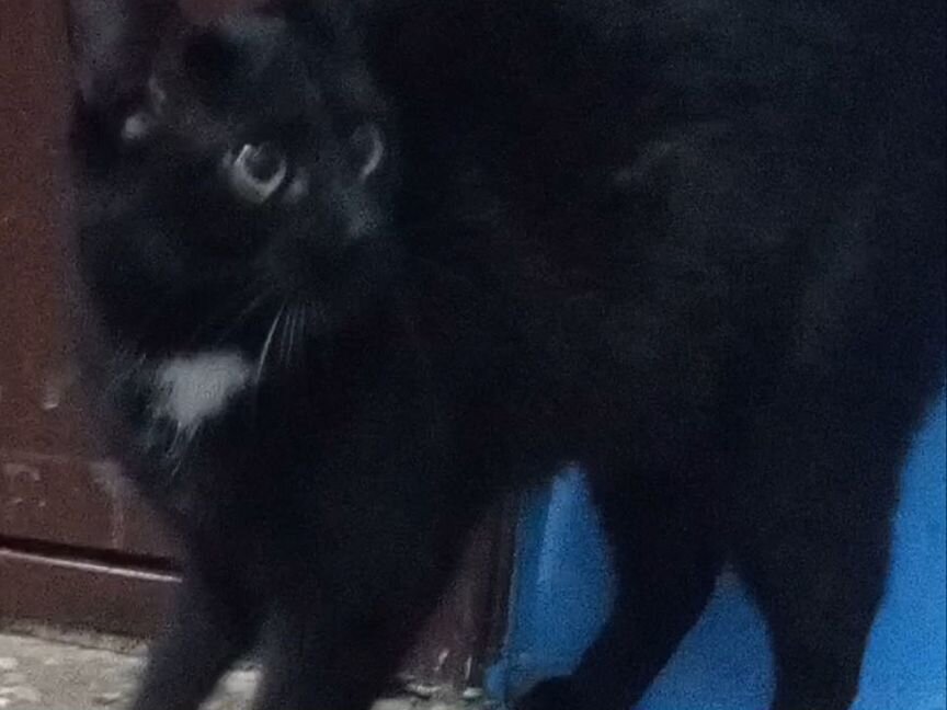 Найдена кошка