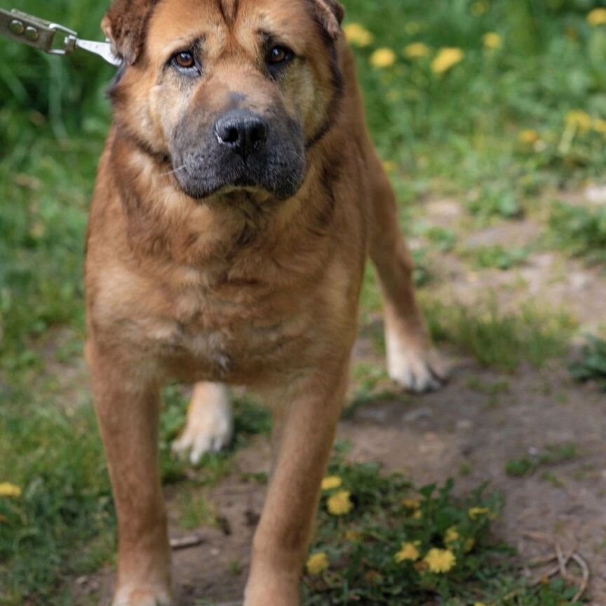 Бывшедомашний пес в приюте