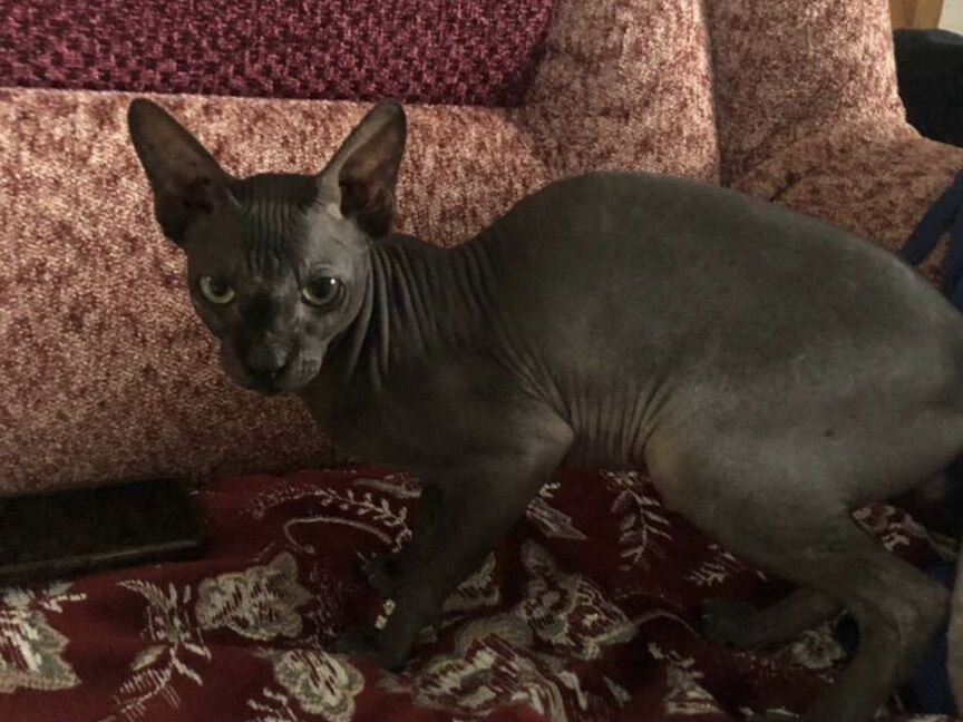 Отдам породистого кота в добрые руки