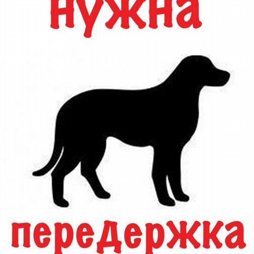 Нужна передержка или дом для лабрадора