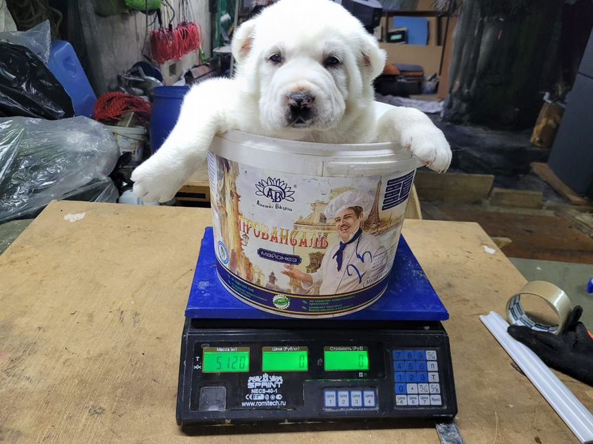 Щенки алабая, кобель