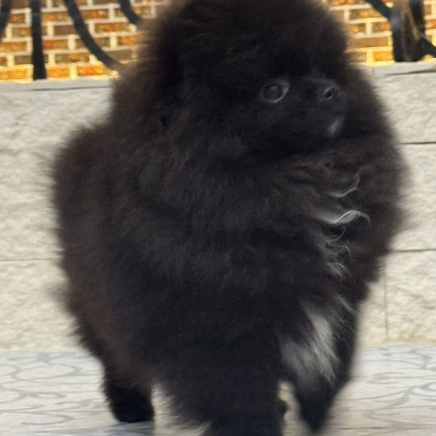 Померанский шпиц, щенок