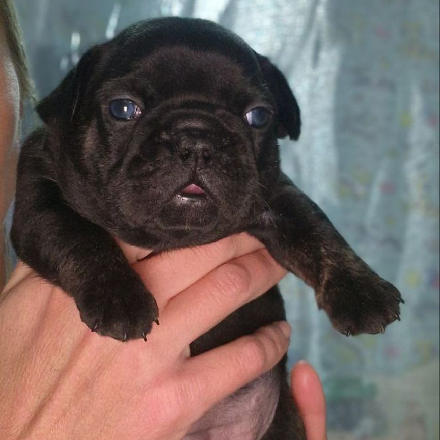 Французский бульдог, щенок