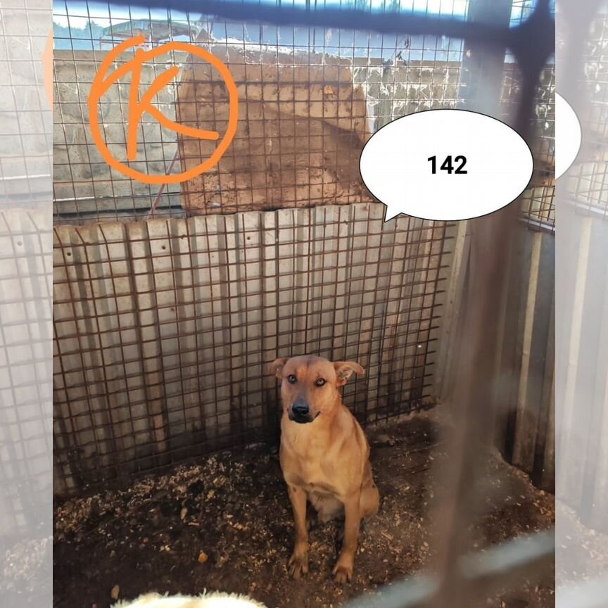 Взрослый пёс в добрые руки