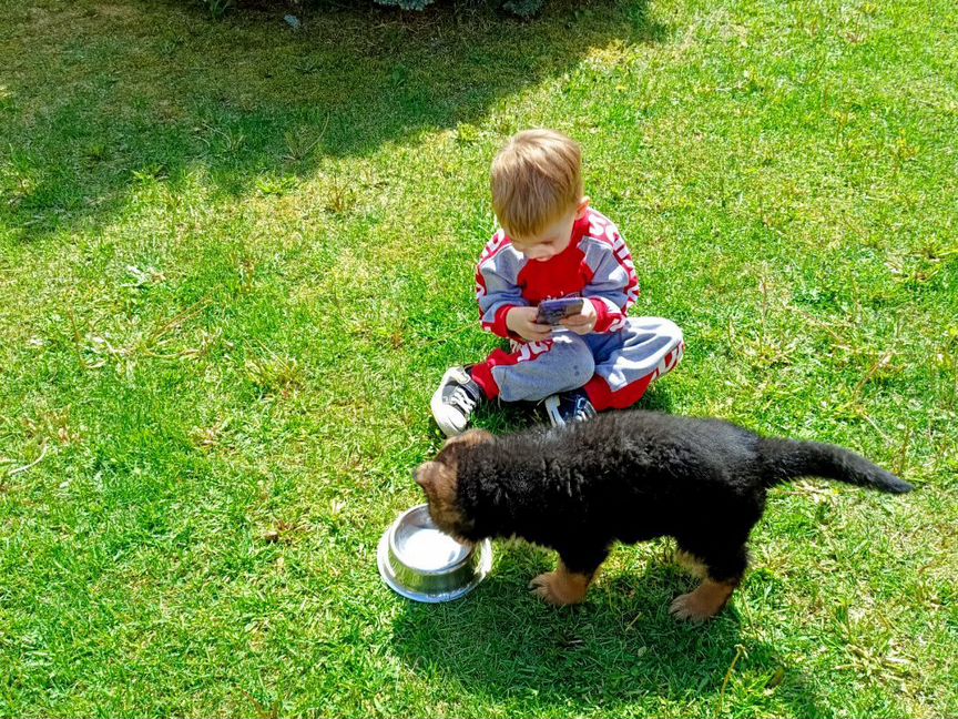 Собаки щенки немецкая овчарка пермь