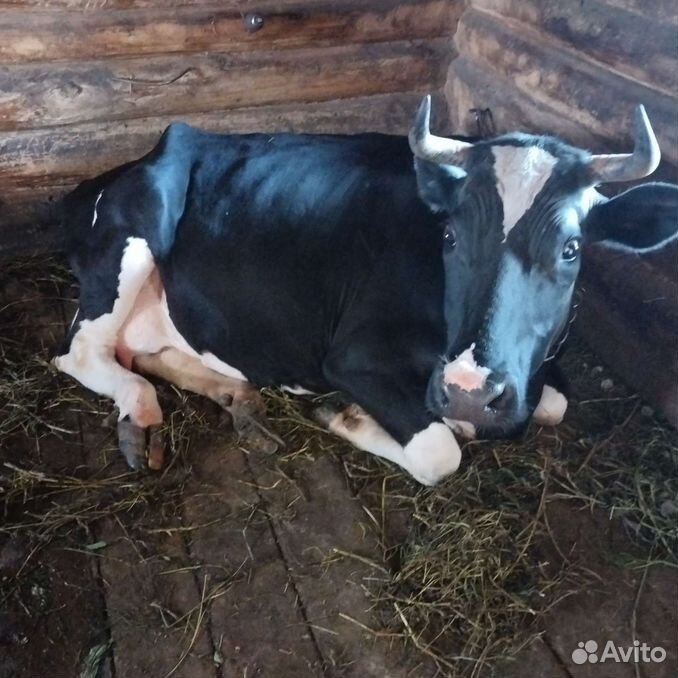 Корова стельная дойная