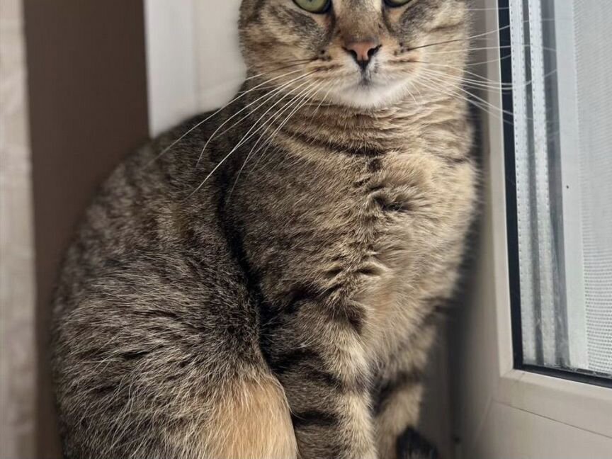 Кошечка 10 мес