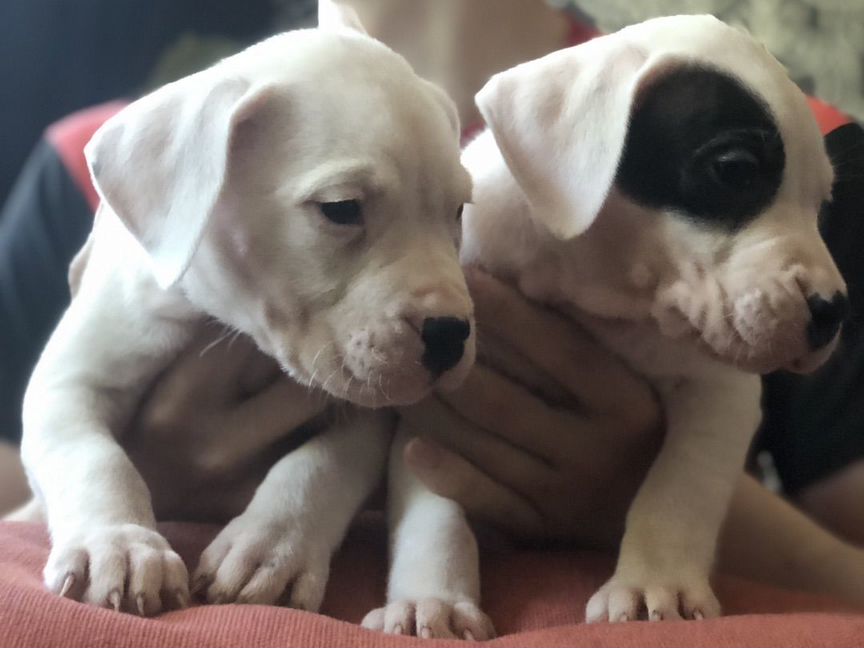 Щенки аргентинского дога