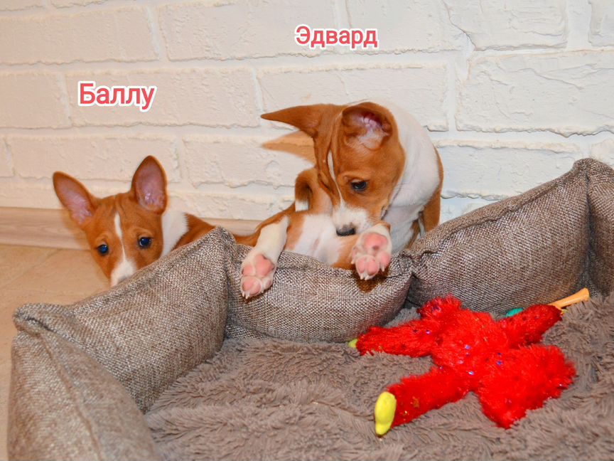 Мальчики басенджи, можно забирать