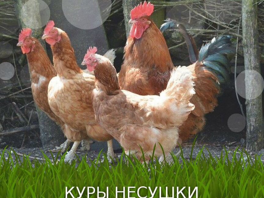 Куры