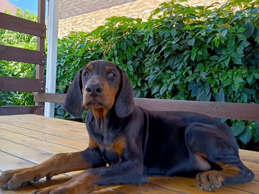 Доберман щенки