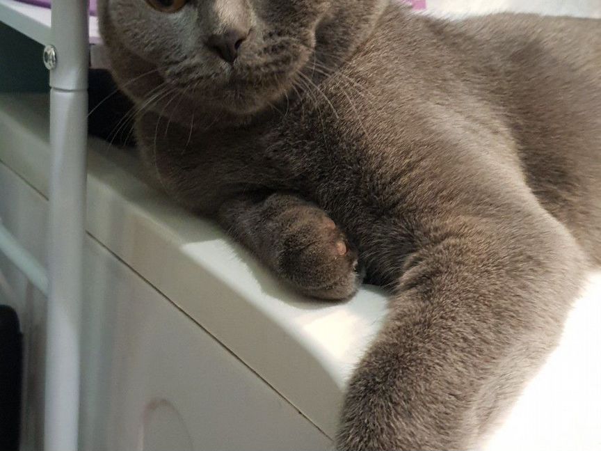 Шотландский- британец