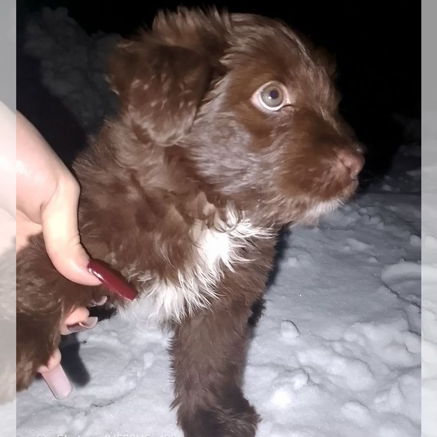 Джек-рассел-терьер, щенок