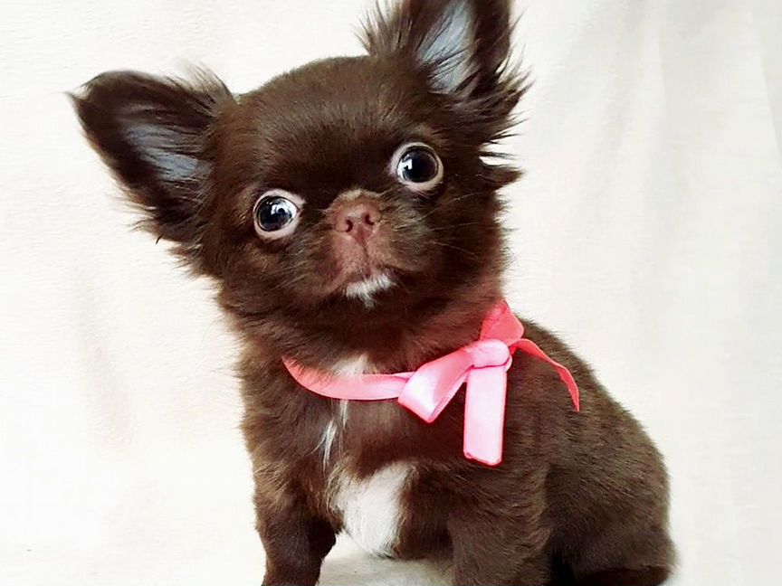 Чихуахуа щеночки шоколадные