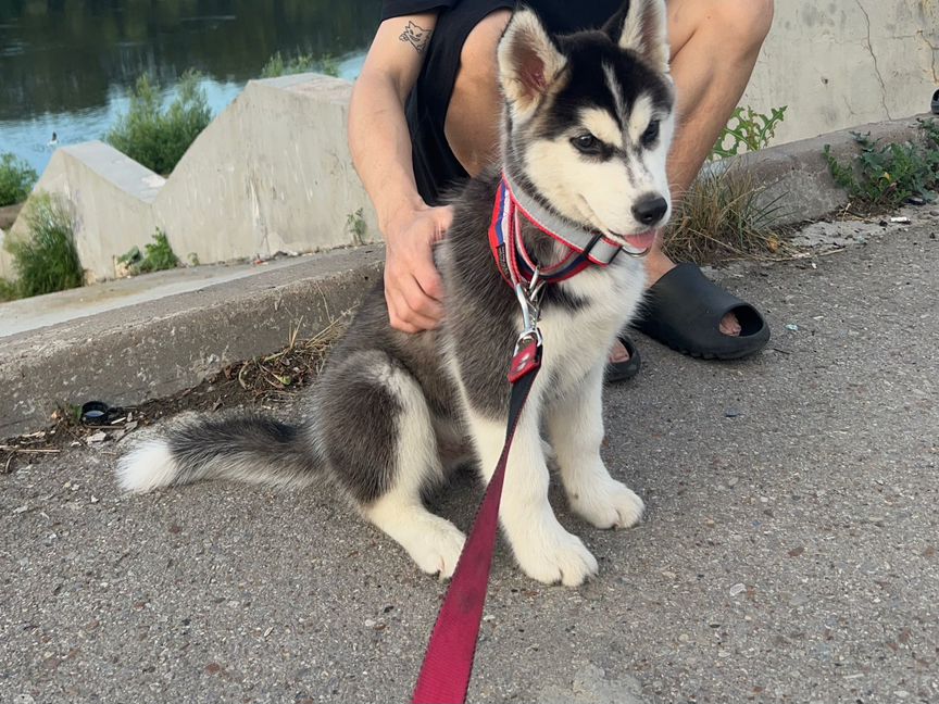 Сибирский хаски