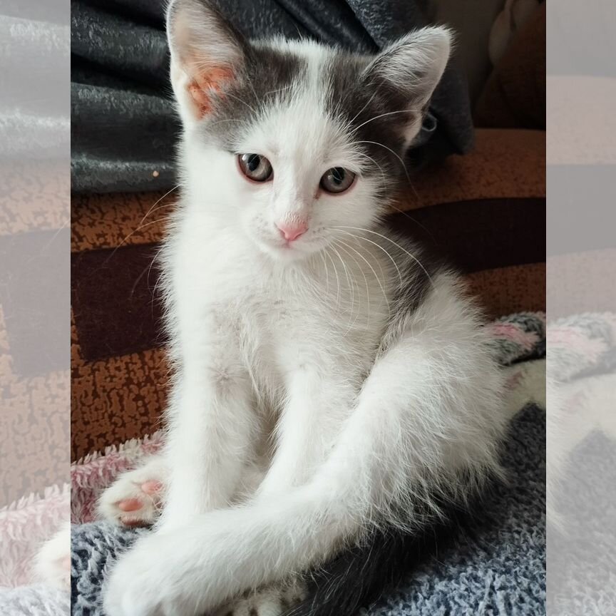 Котик в самые добрые руки