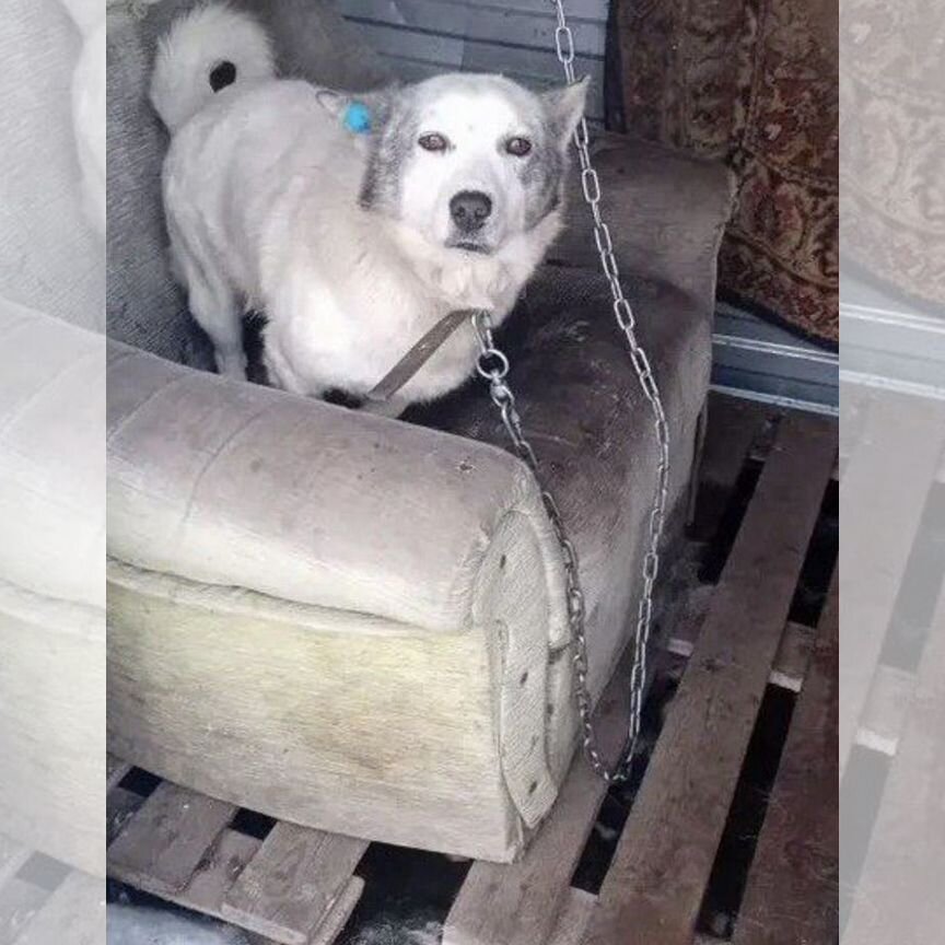 Взрослый пёс в добрые руки