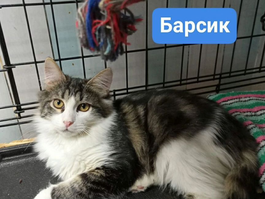 Котята мальчики и девочки из приюта