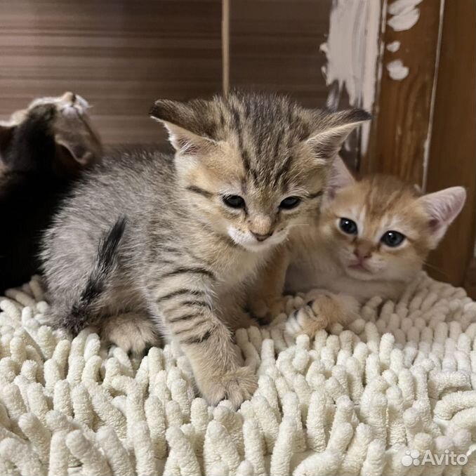 Замурчательные котятки