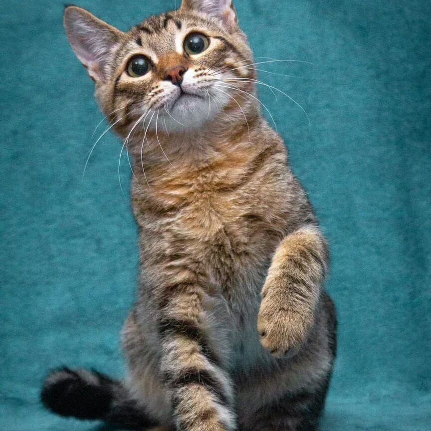 Котенок в любящие руки