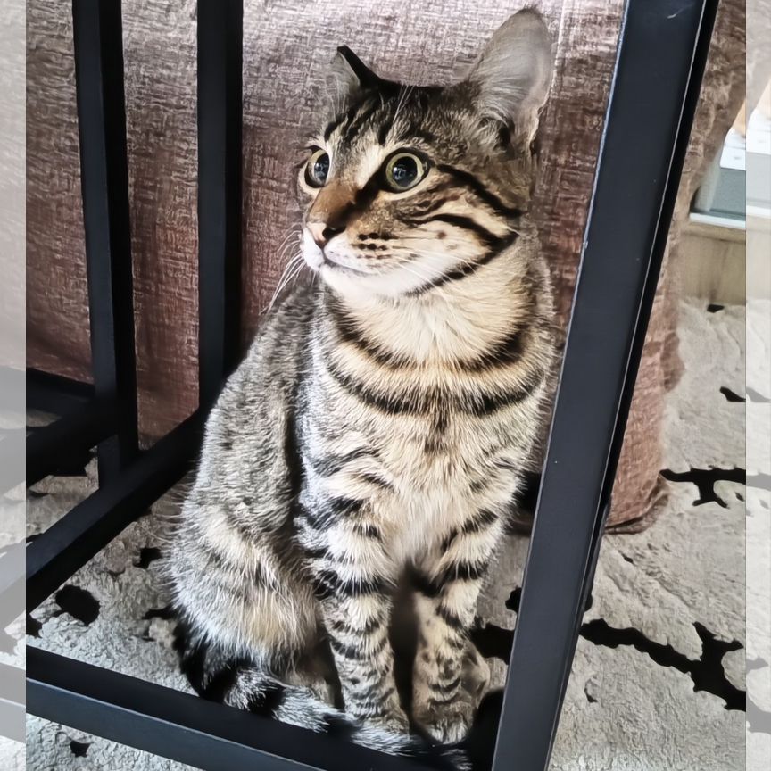 Европейский короткошёрстный, взрослый кот