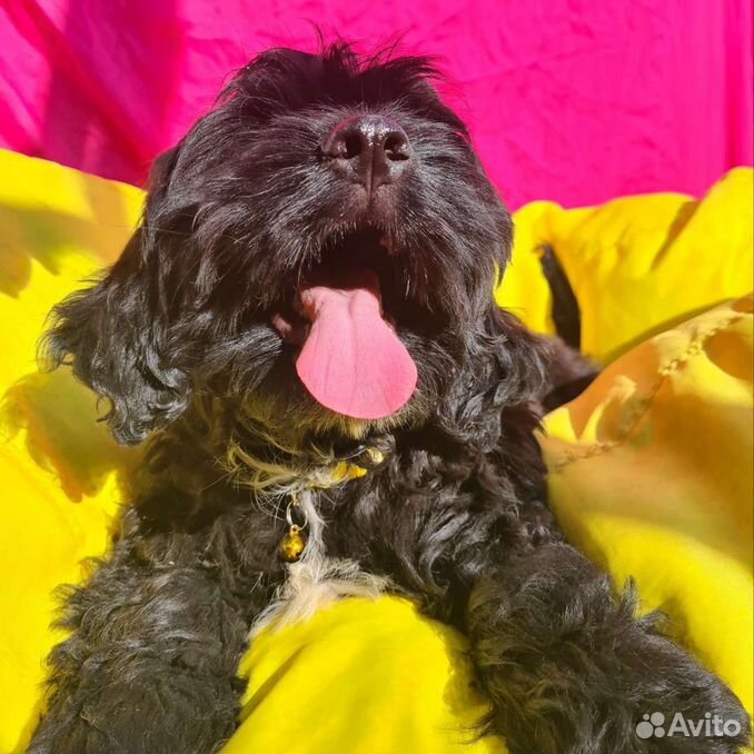 Коко-пу мальтi-пу Кава-пу малыши на любой вкус